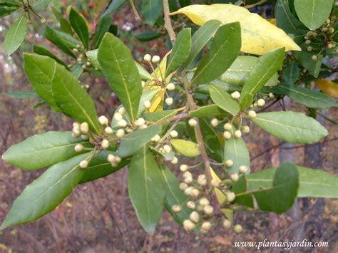 Laurus Nobilis El Laurel Plantas Y Jardín