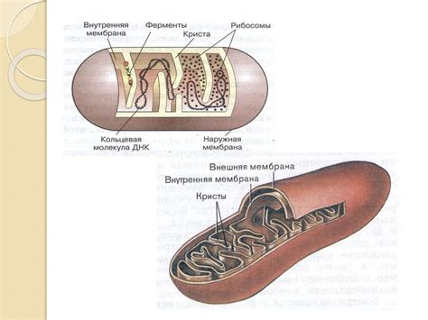 Цитология Строение клетки Многообразие клеток презентация онлайн