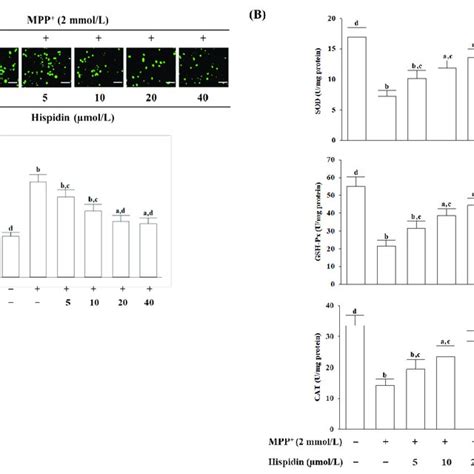 Hispidin Protects Mes23 5 Cells Against Mpp Activated Oxidative Download Scientific Diagram