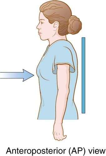 Anatomic Relationship Terms Projections Positions Movements Flashcards Quizlet