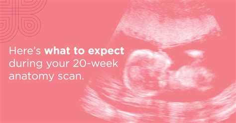 What Happens During A 20 Week Scan Upmc Healthbeat