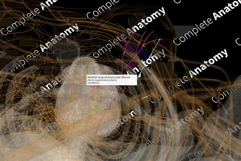 Medial Supraclavicular Nerve Right Complete Anatomy