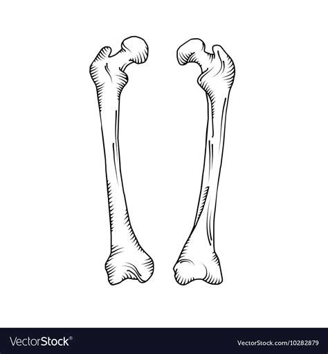 Hand Drawn Realistic Human Bones Royalty Free Vector Image