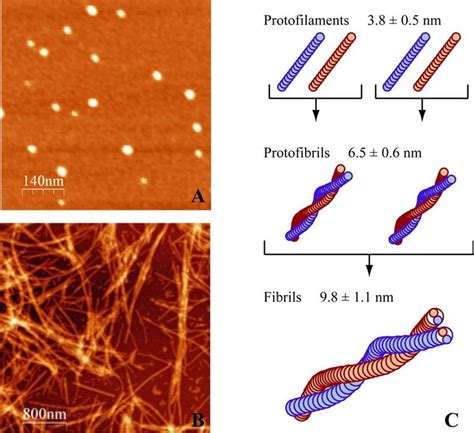 A and B AFM images of αsyn oligomers top or fibrils bottom C Download Scientific