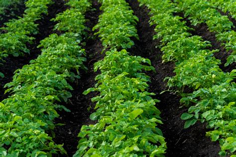 활기찬 녹색 감자 식물이 줄지어 어두운 토양에서 잘 자랍니다 이 농경지에서는 농작물 재배와 대낮의 농장 풍경의 아름다움을 보여