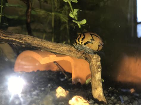 Male Or Female Nerite R Aquaticsnails