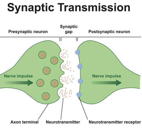 Schaubild „synapses Quizlet