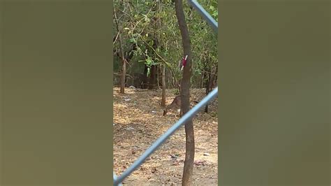 Aruna Chalam Giri Pradesh Na Youtube