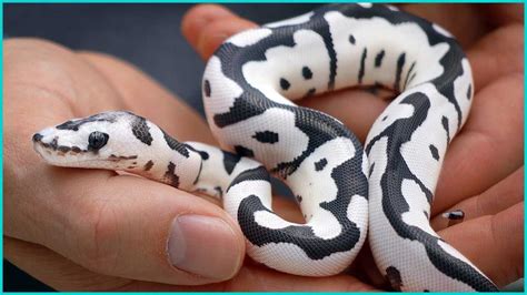 Axanthic Clown Ball Python Everything You Need To Know Vital Frog