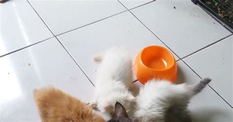 Merawat Bayi Kucing Persia
