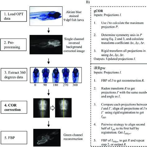 Workflow Of Opt Reconstruction Is Presented With Examples Using Alcian