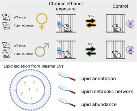 Unraveling The Impact Of Tlr4 And Sex On Chronic Alcohol Consumption