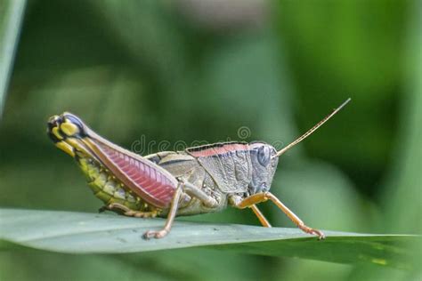 Grasshopperinsects Insecta Stock Image Image Of Group Suborder