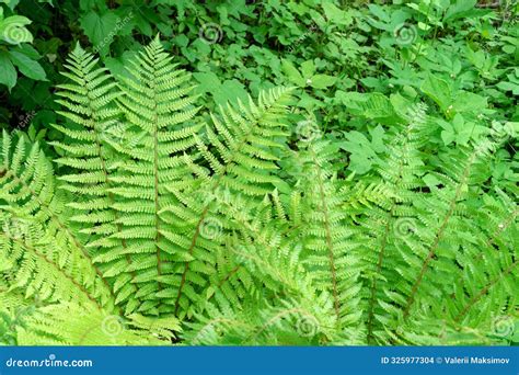 Poisonous Forest Blueberry Royalty Free Stock Image Cartoondealer
