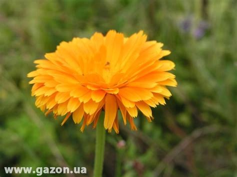 Мавританский Газон ® - Травосмеси - Gazon.ua - Семена газонных трав