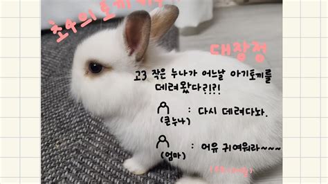 어느날 갑자기 누나가 애기토끼를 가져왔다 Youtube