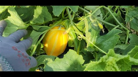 2022~2023참외시즌 귀농3년차 1동천칠백이짝저짝 매년물찬참외가있었는데 금년도는없었다 왜 항상자기만의기준이필요합니다 2월1일첫수정 3월20일가위질 4