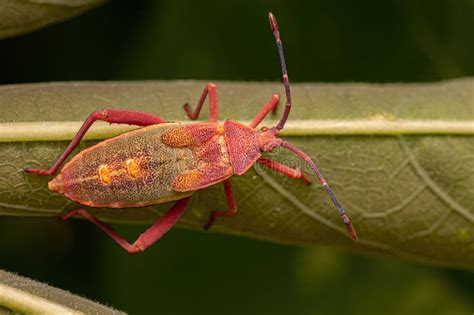 Leaf Footed Stink Bug Nymphs On Tomato Plant Leaf Stock Image Image