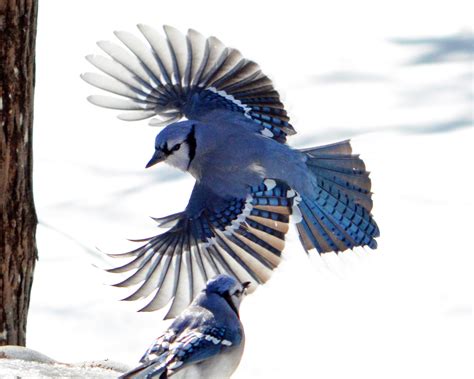 Blue Jay Bird Flying