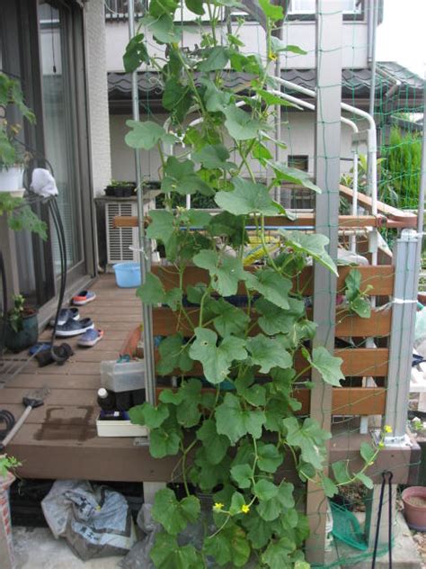 メロンのころたん 空中栽培方法まとめ 家庭菜園でつくる癒しの空間