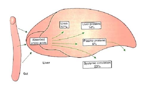 Lecture 12 GI Flashcards Quizlet