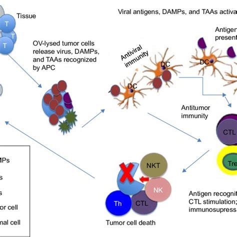 Diversity Of Oncolytic Viruses And Their Modes Of Action A Oncolytic Download Scientific