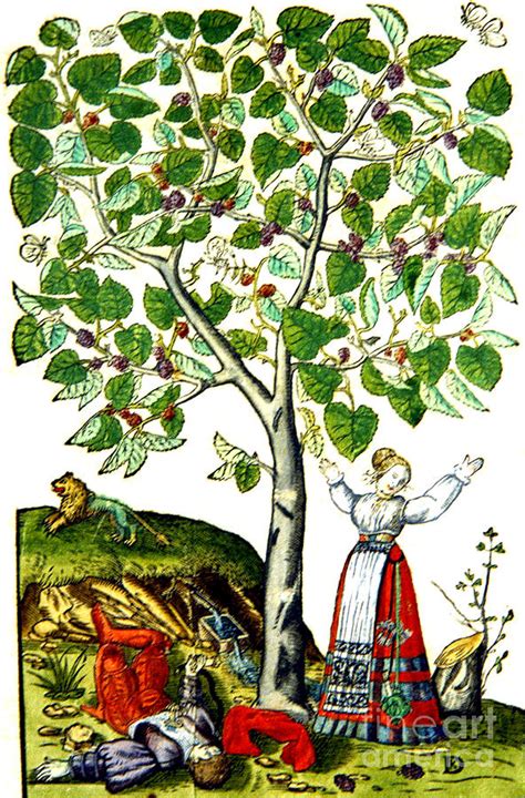 Pyramus And Thisbe Painting Pyramus And Thisbe Painting