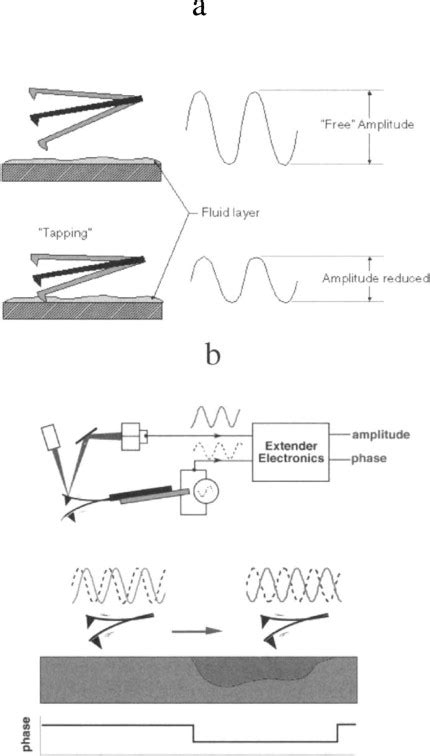 Atomic Force Microscopy About Tribology