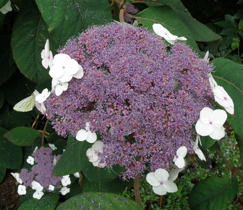 Hydrangea Aspera Mark Mcnee