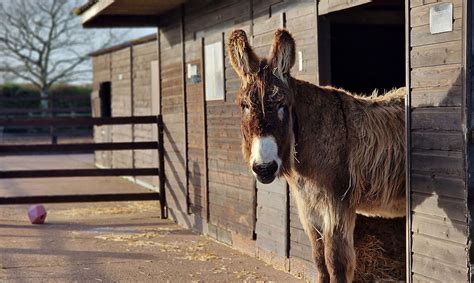 ‘he Leaves A Huge Hole Equine Charitys Sad Farewell To Staff And