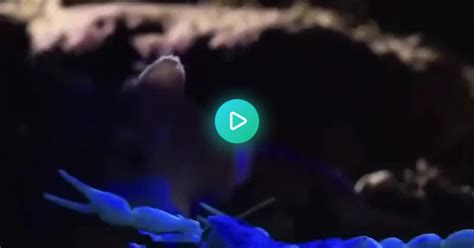 Grasshopper Mouse Fights And Kills Scorpion Drinks Its Venom Then