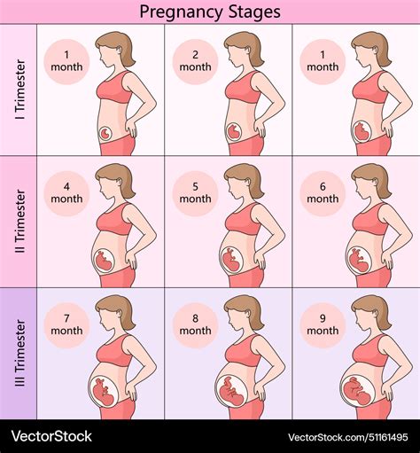 Pregnancy Stages By Month Diagram Medical Science Vector Image