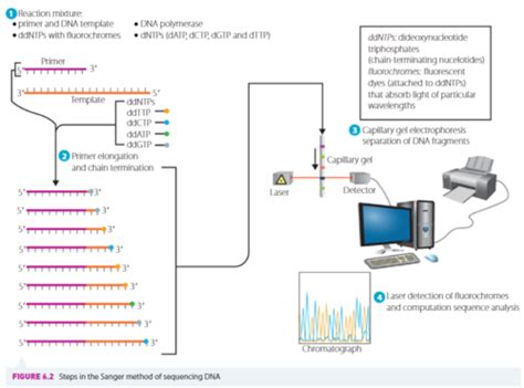 Dna Sequencing Flashcards Quizlet