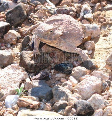 Horny Toad Image Photo Free Trial Bigstock