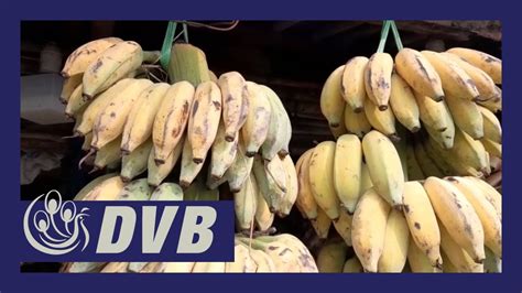 ပြည်တွင်း ငှက်ပျောစိုက် လုပ်ငန်း အင်အားချည့်နဲ့လာ Dvb News Youtube