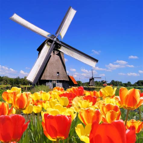 Fabelhafte Landschaft Mit Mühlen Und Tulpen In Holland Stockfoto Bild