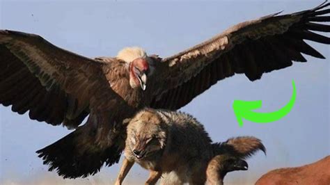 10 Biggest Birds In The World Top 10 Largest Birds In The World Youtube