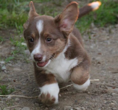 Cardigan Welsh Corgi Puppies Rescue Pictures Information