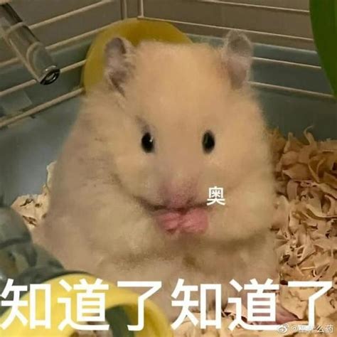 鼠鼠我啊搞笑表情包 知乎