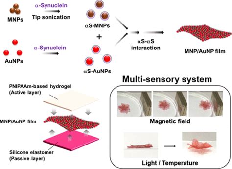 制备包含磁性和金纳米粒子与 α 突触核蛋白自组装蛋白的双刺激响应混合膜 Acs Applied Bio Materials X Mol