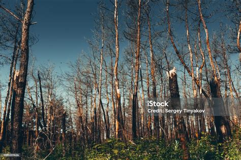 국가 환경 문제 환경 오염 죽은 숲 유해한 생산 야만 적 삼림 벌채 생명 개념의 존재에 위협 건조한에 대한 스톡 사진 및 기타
