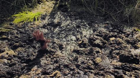 Stefani From Mpv R Quicksand