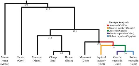 Species Of Monkeys Chart