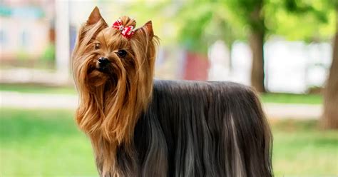 Yoshi Terrier Breed Guide For First Time Owners