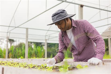 농업은 생산 성장을 제어하는 관심 제기 야채 플롯에서 토양 품질과 녹색 오크 야채를 검사합니다 노동자 농장 재배 수경 검사 보기에 대한 스톡 사진 및 기타 이미지 Istock