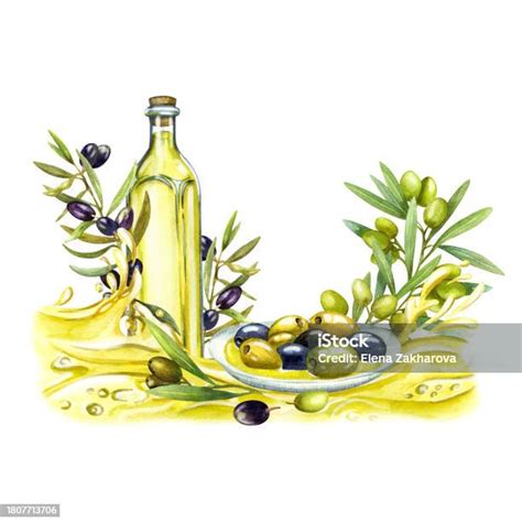 수제 수채화 주전자에 기름 엽서 포장 직물 디자인을 위해 올리브와 올리브 가지의 요소를 분리하십시오 0명에 대한 스톡 벡터 아트 및 기타 이미지 Istock