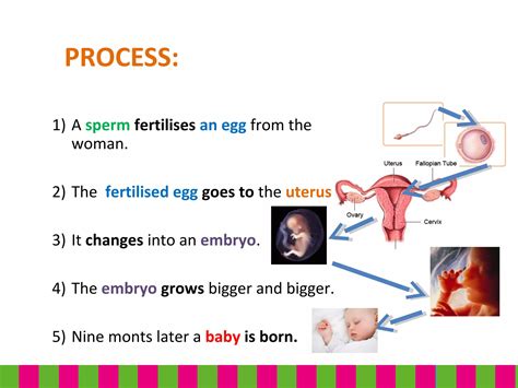 Unit Reproductive System PPT Infertility Reproductive Health