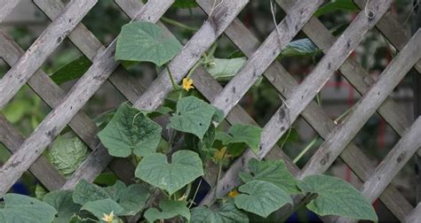 Cucumber Trellis Ideas Supporting Cucumber Plants Tie Up Cucumbers