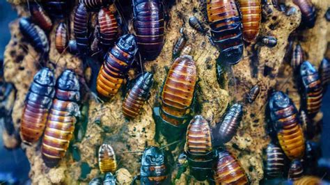 Hissing Cockroach Guide To Madagascar Hissing Cockroaches