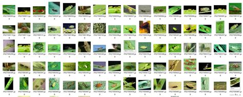 基于yolov8深度学习的智能小麦害虫检测识别系统【python源码pyqt5界面数据集训练代码】目标检测、深度学习实战小麦病虫害检测基于yovo Csdn博客